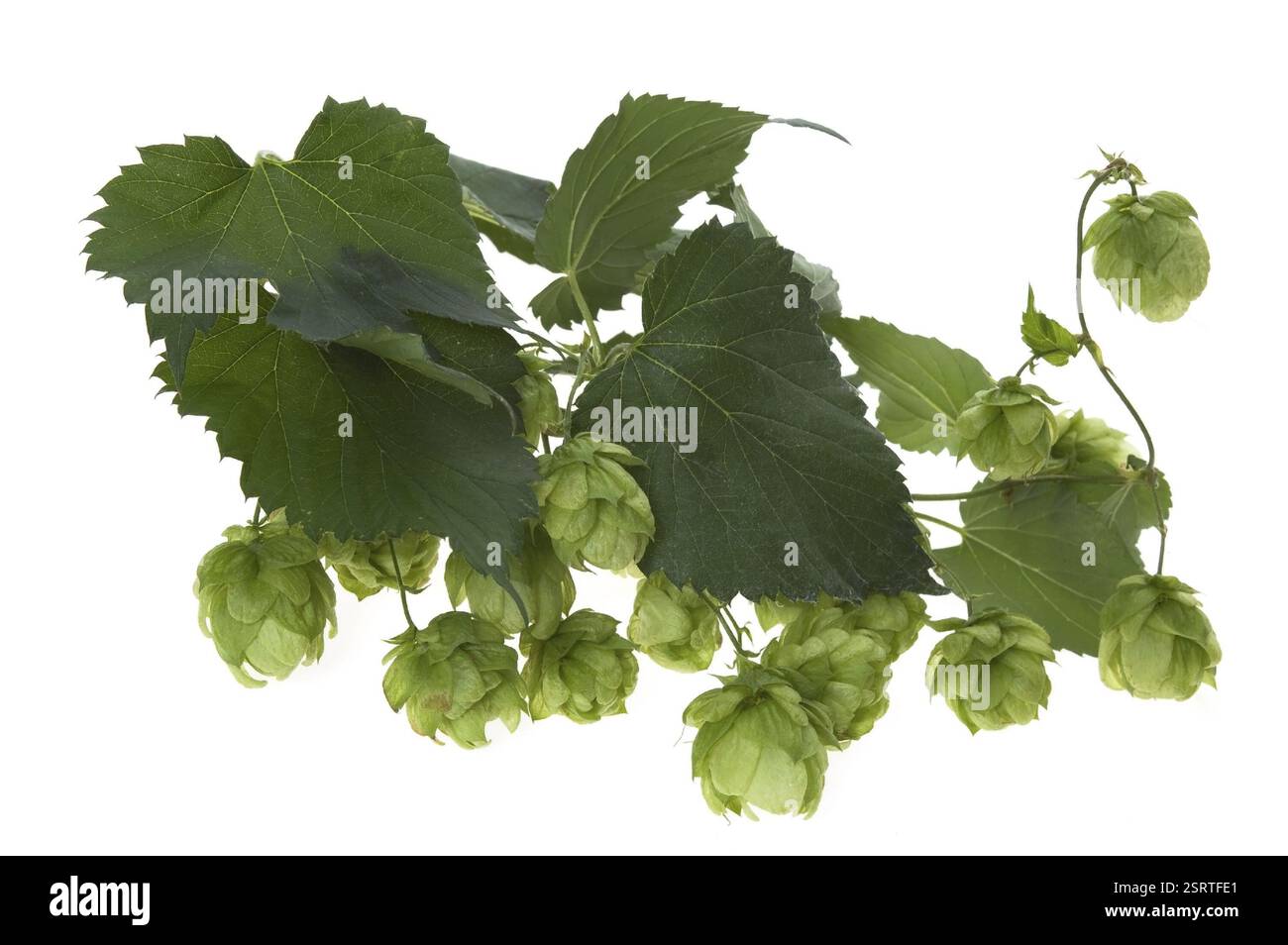 Detail of hop cone and leaves on white background Stock Photo - Alamy