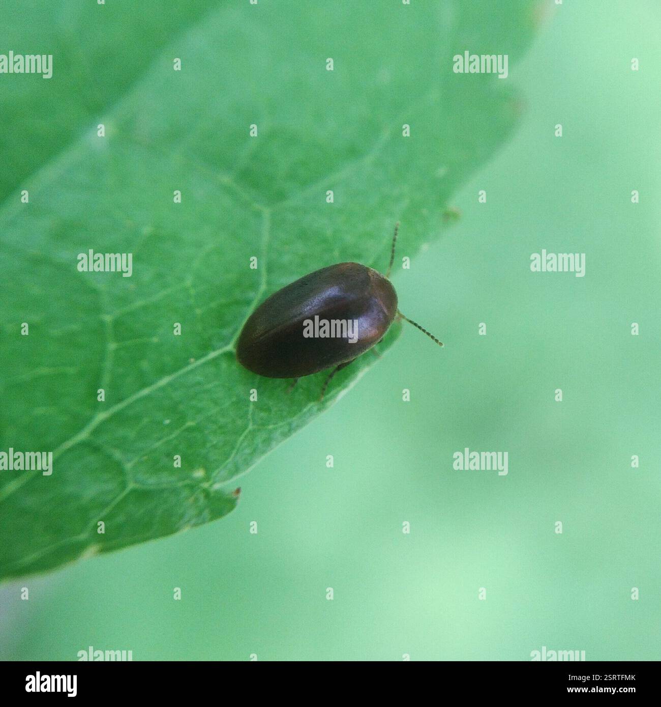Plate-thigh Beetles (Eucinetidae), Insecta, Mladost, Sofia, Bulgaria ...