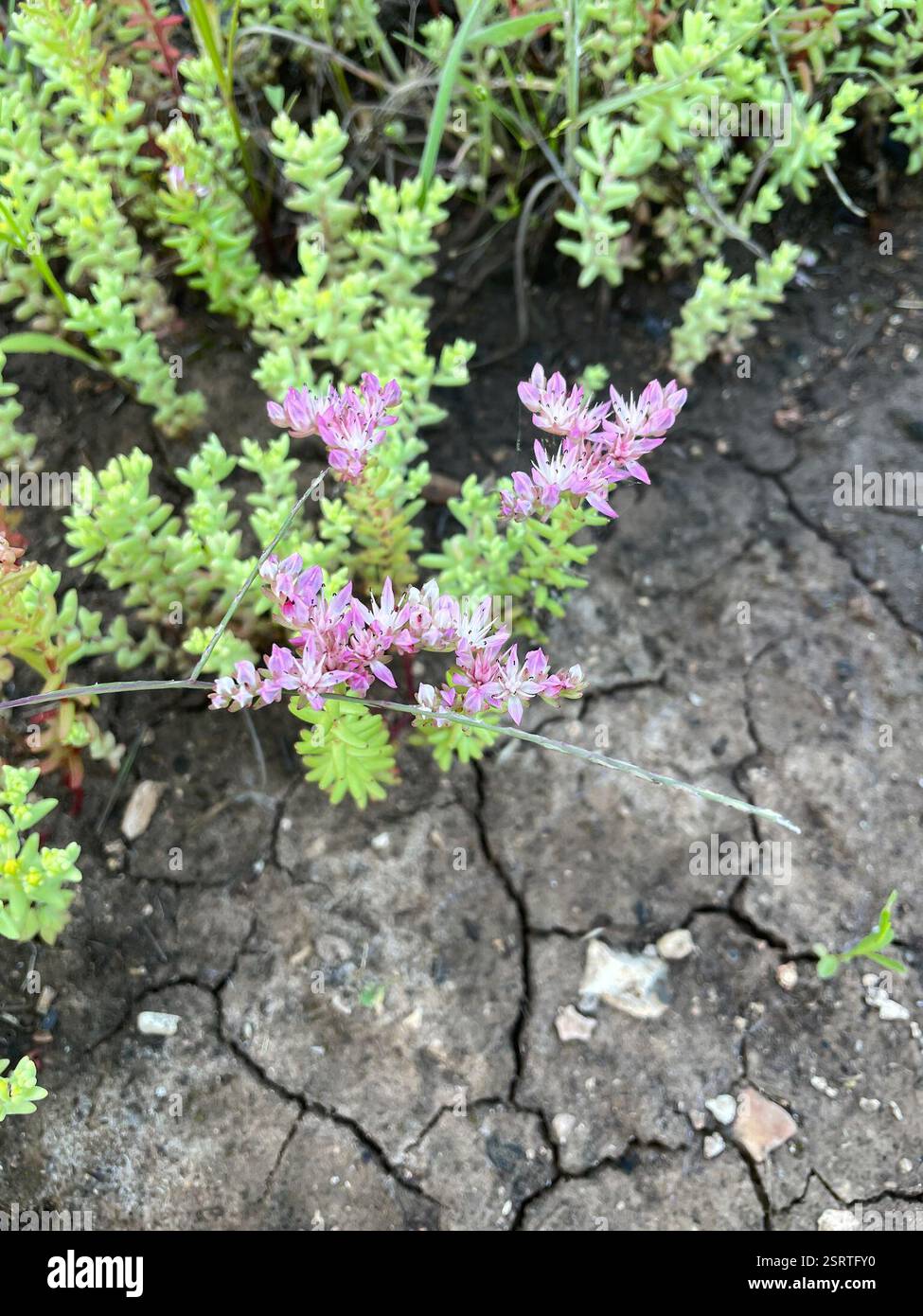 Widow's-cross (Sedum pulchellum), Plantae, Fort Hood, Killeen, TX, US ...