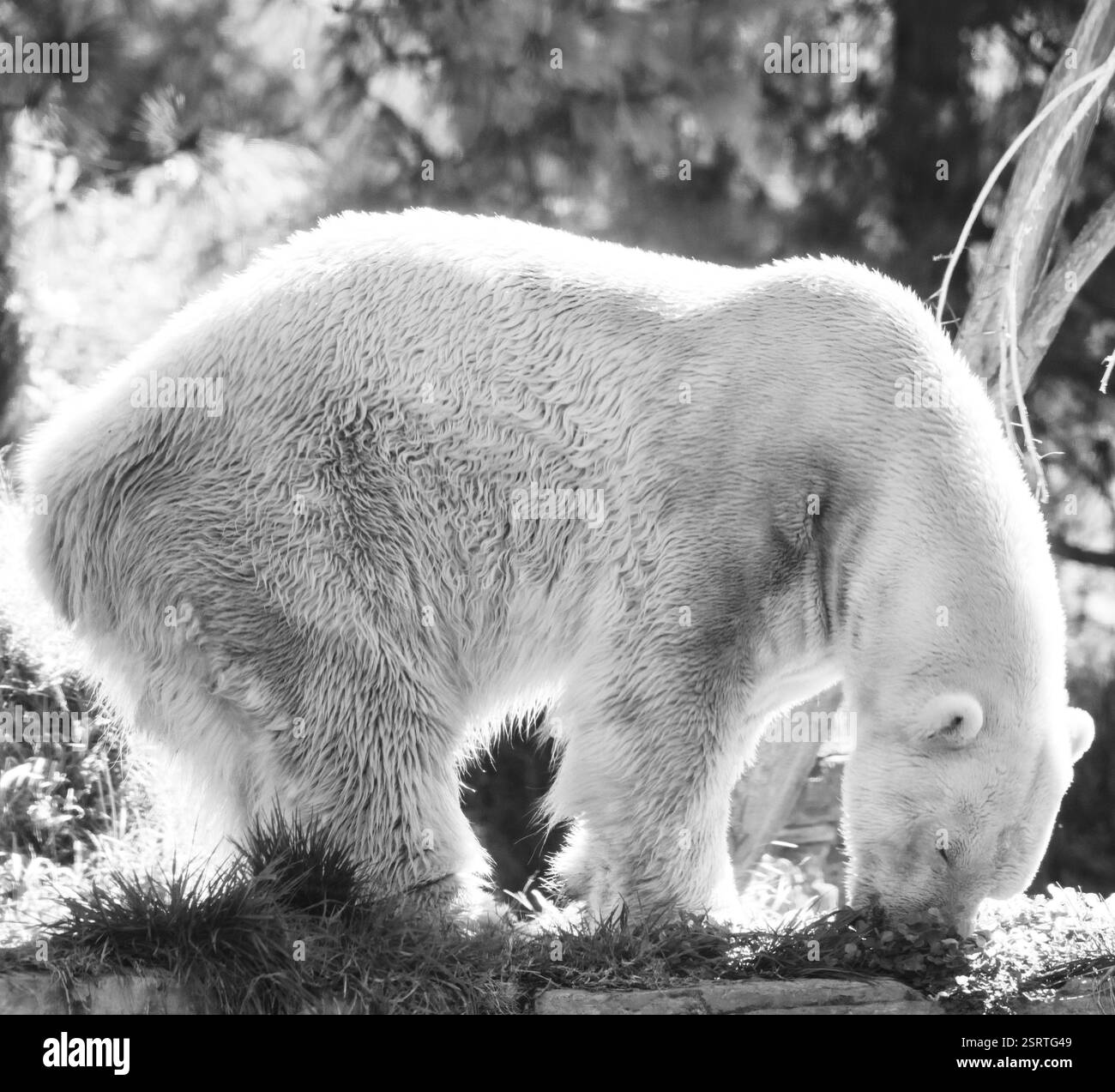 Black and White of Grazing Polar Bear with high contrast Stock Photo ...