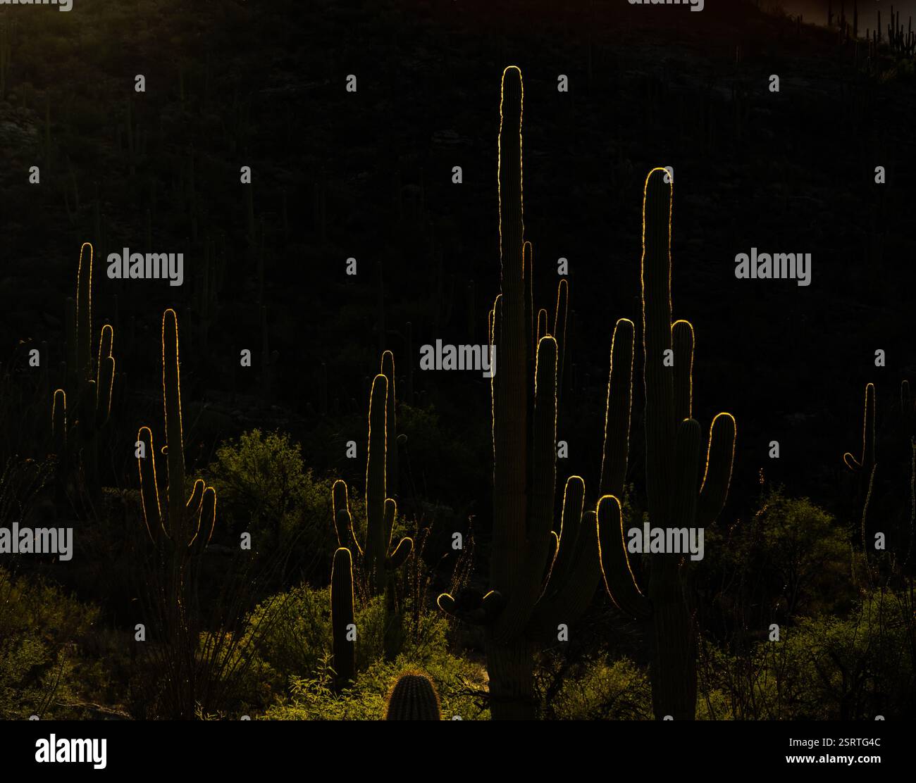 Group saguaro cactus sunset hi-res stock photography and images - Alamy