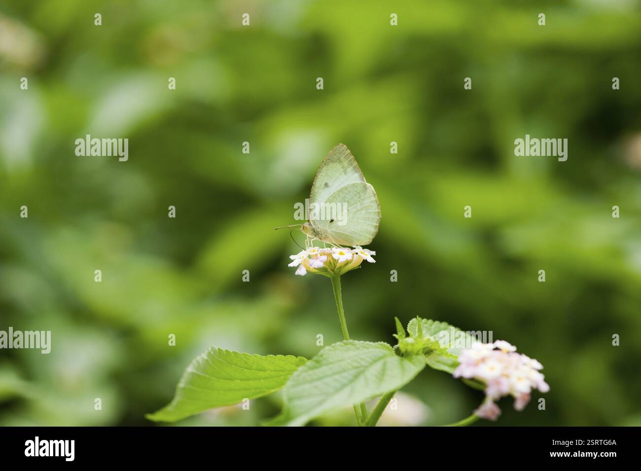 Emigrant butterfly hi-res stock photography and images - Alamy