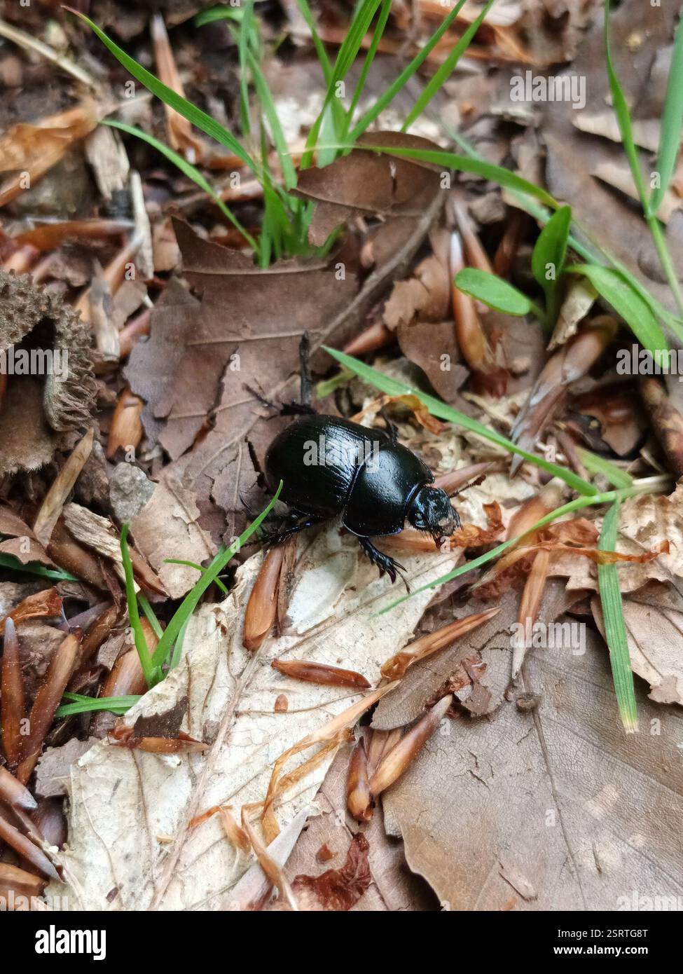 Woodland Dor Beetle (Anoplotrupes stercorosus), Insecta ...