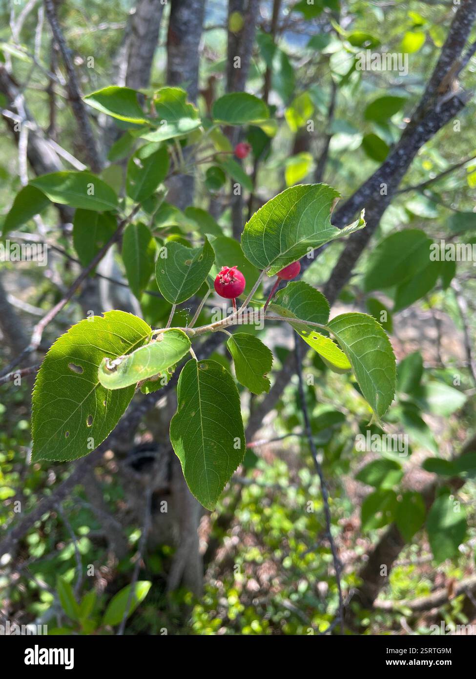 common serviceberry (Amelanchier arborea), Plantae, Natural Bridge ...