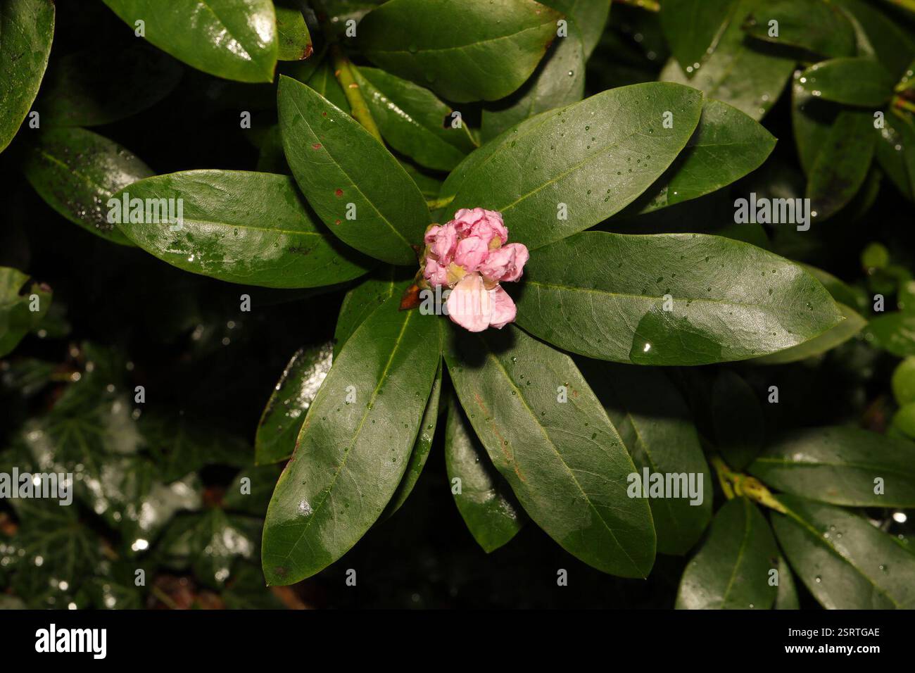 Pontic Rhododendron (Rhododendron ponticum), Plantae, Crosby Coastal ...
