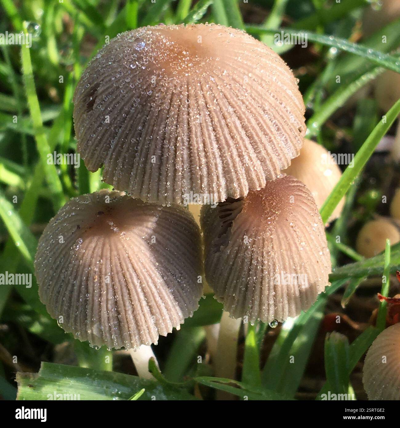 Trooping Crumble Cap (Coprinellus disseminatus), Fungi, Victoria, AU ...