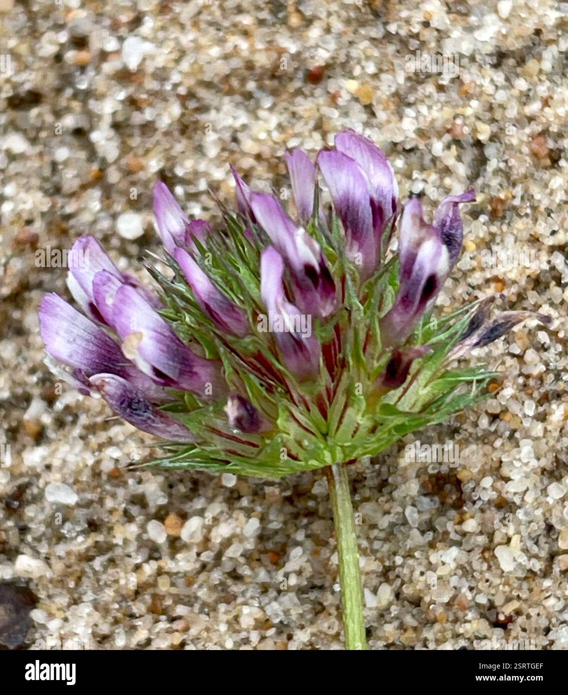 tomcat clover (Trifolium willdenovii), Plantae, Gigling Rd, Marina, CA ...