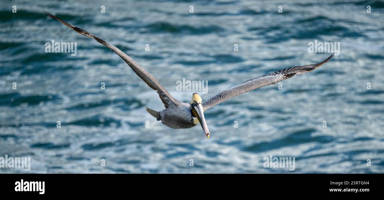 Brown Pelican Wings Spread Wide As It Soars Over Deep Blue Water along ...
