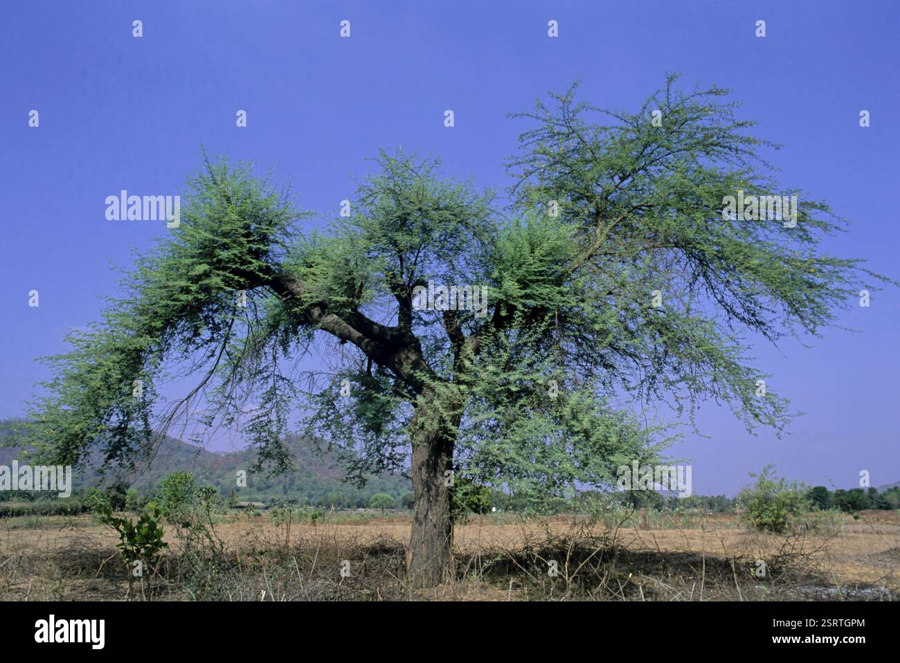 Babul plant hi-res stock photography and images - Alamy
