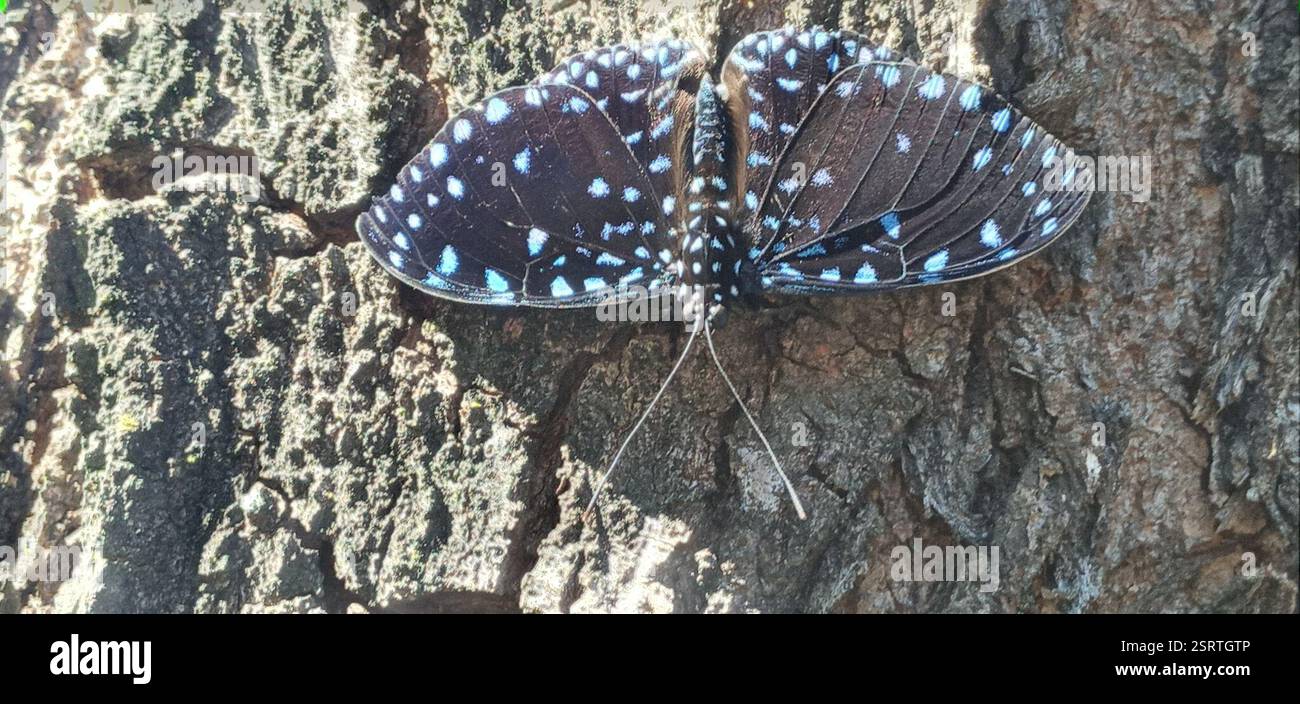 Starry Night Cracker (Hamadryas laodamia), Insecta, Campo Grande, MS ...