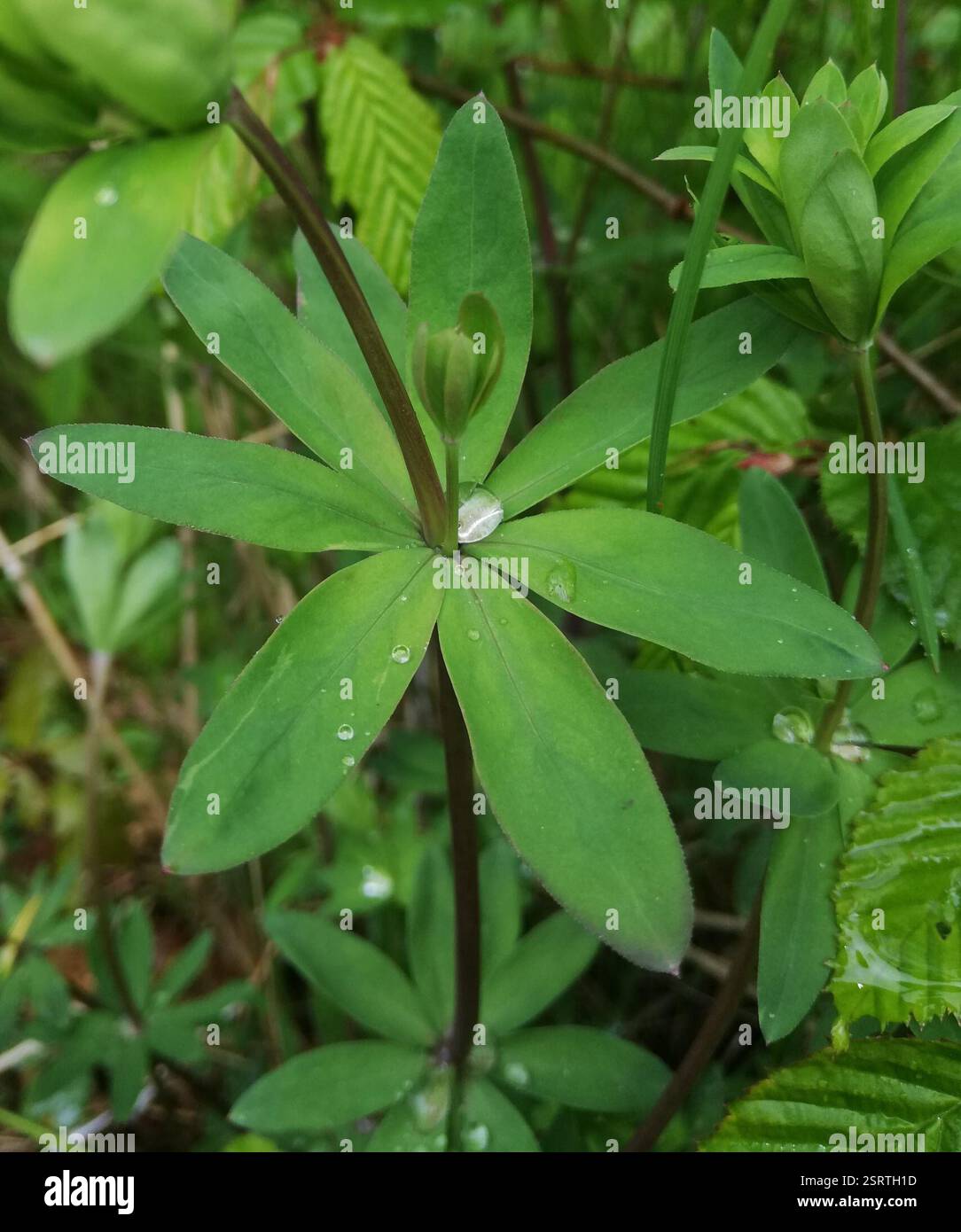 Wood Bedstraw (Galium sylvaticum), Plantae, 06463 Falkenstein, Germany ...