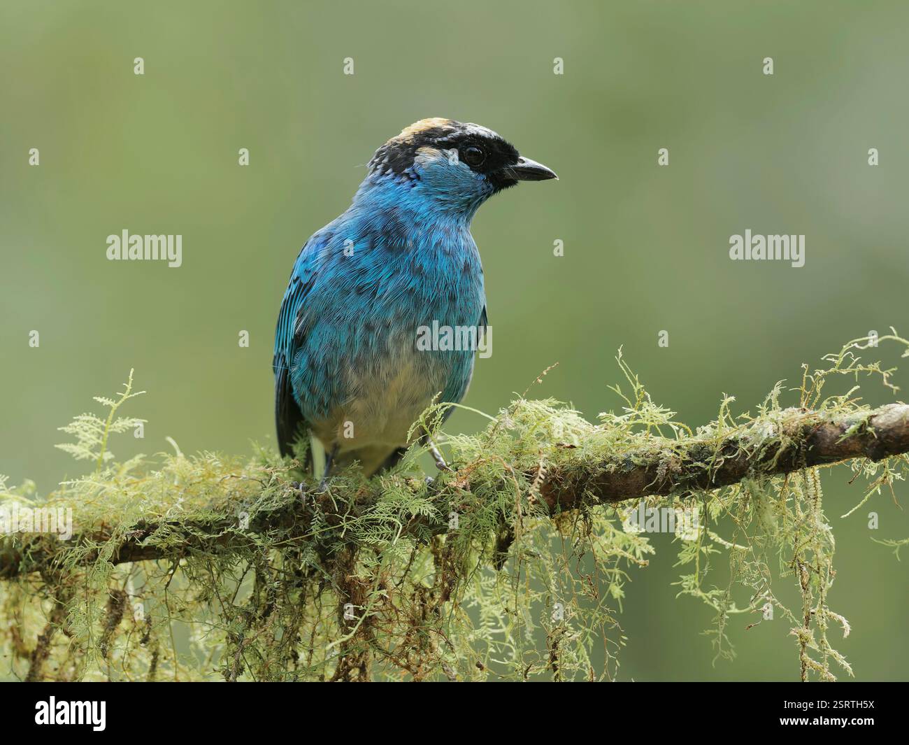 Golden Naped Tanager. Tangara ruficervix Stock Photo - Alamy