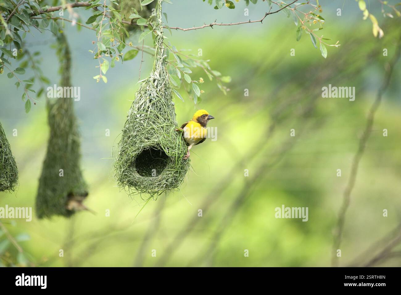 Baya weaver nest indian birds wild life india Stock Photo - Alamy