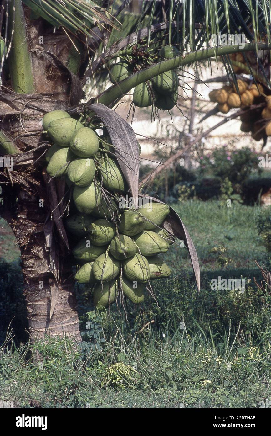 Coconuts on one feet height, coconut tree, Kerala, India, Asia Stock ...