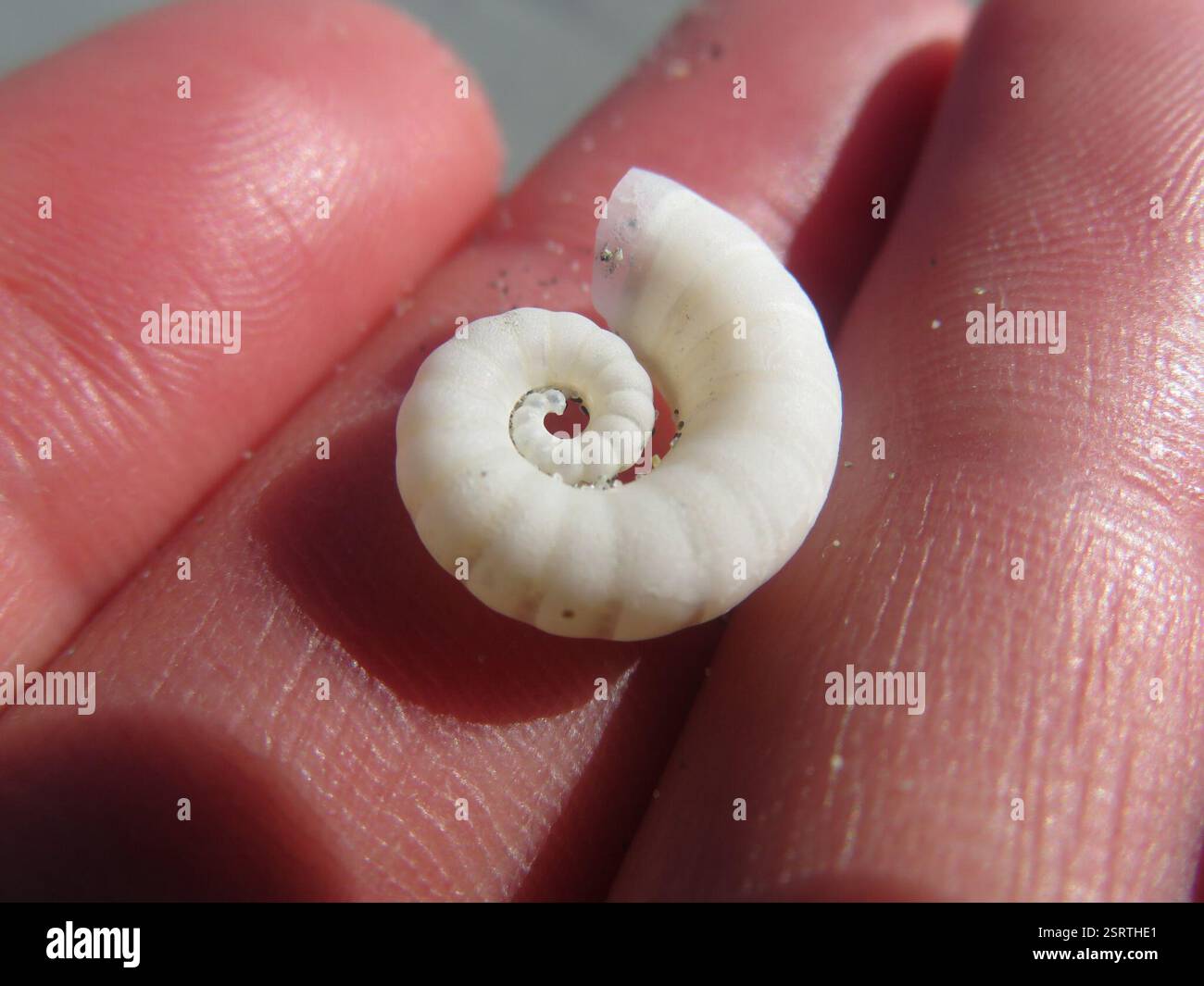 Ram's Horn Squid (Spirula spirula), Mollusca, Wharariki Beach Stock Photo - Alamy