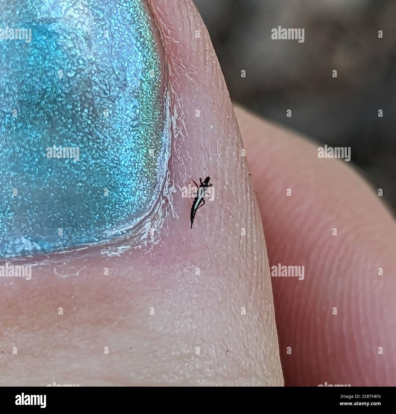 Tube-tailed Thrips (Phlaeothripidae), Insecta, Waterfront Arts District ...