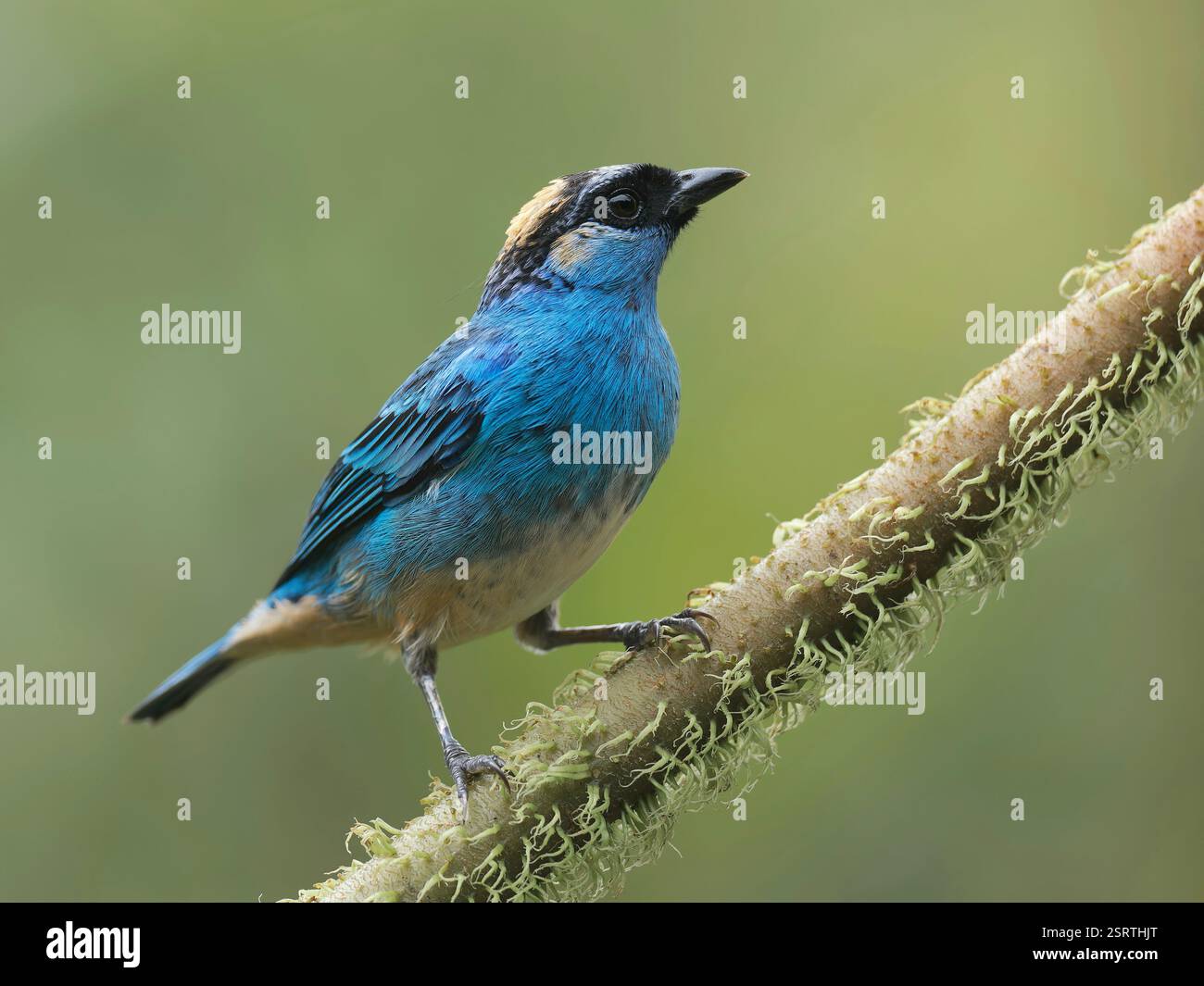 Golden Naped Tanager. Tangara ruficervix Stock Photo - Alamy