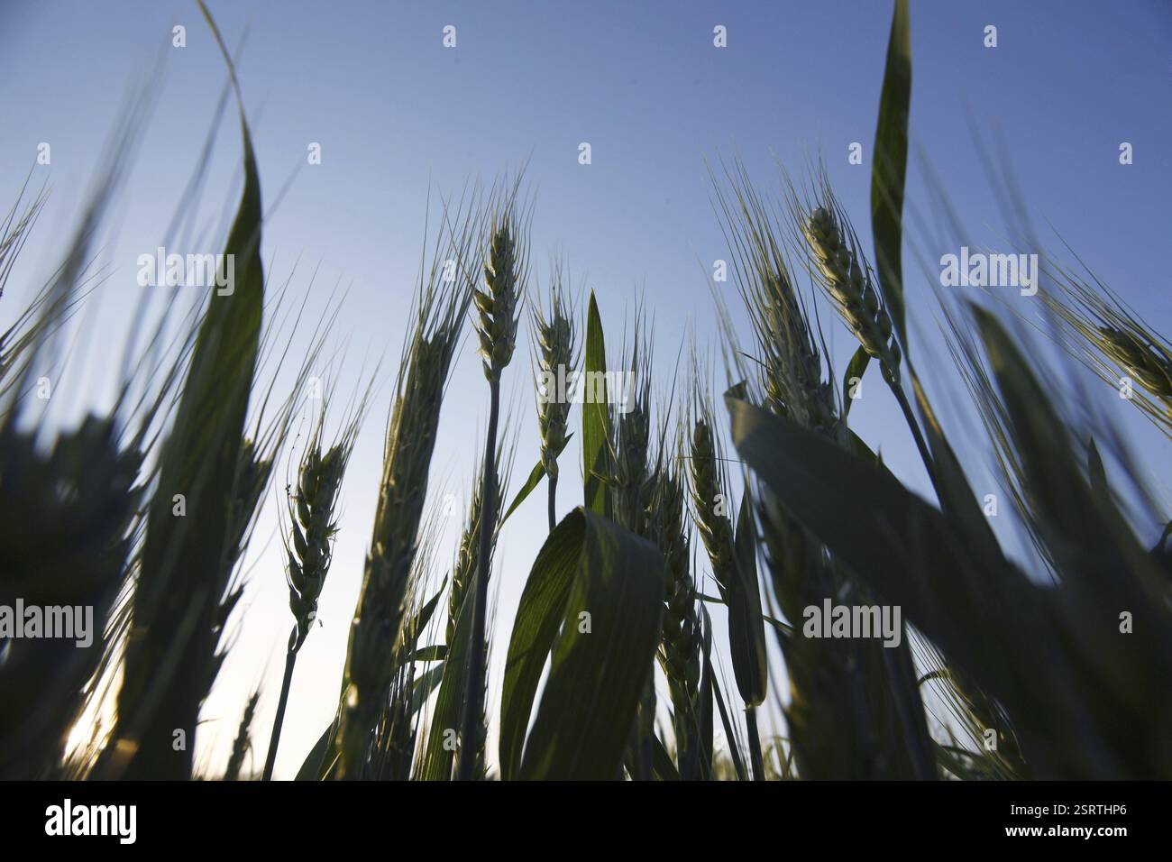 Grain, crop of wheat Gehun Triticum aestivum in field, Maharashtra ...