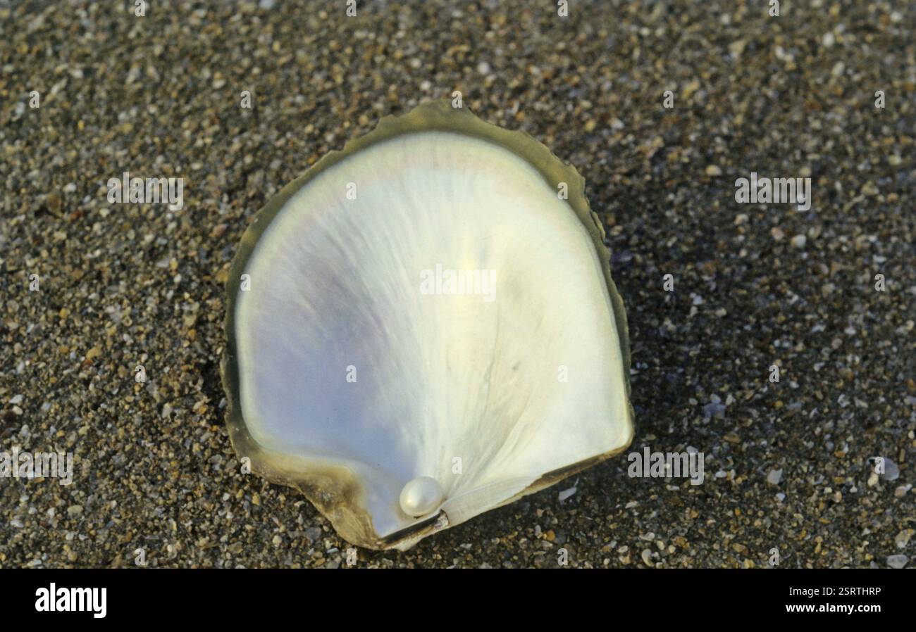 Bivalves pearls hi-res stock photography and images - Alamy