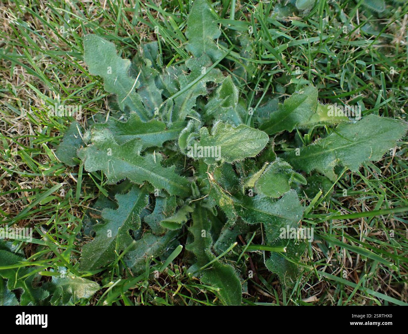 Common Cat's-ear (Hypochaeris radicata), Plantae, East Vancouver ...