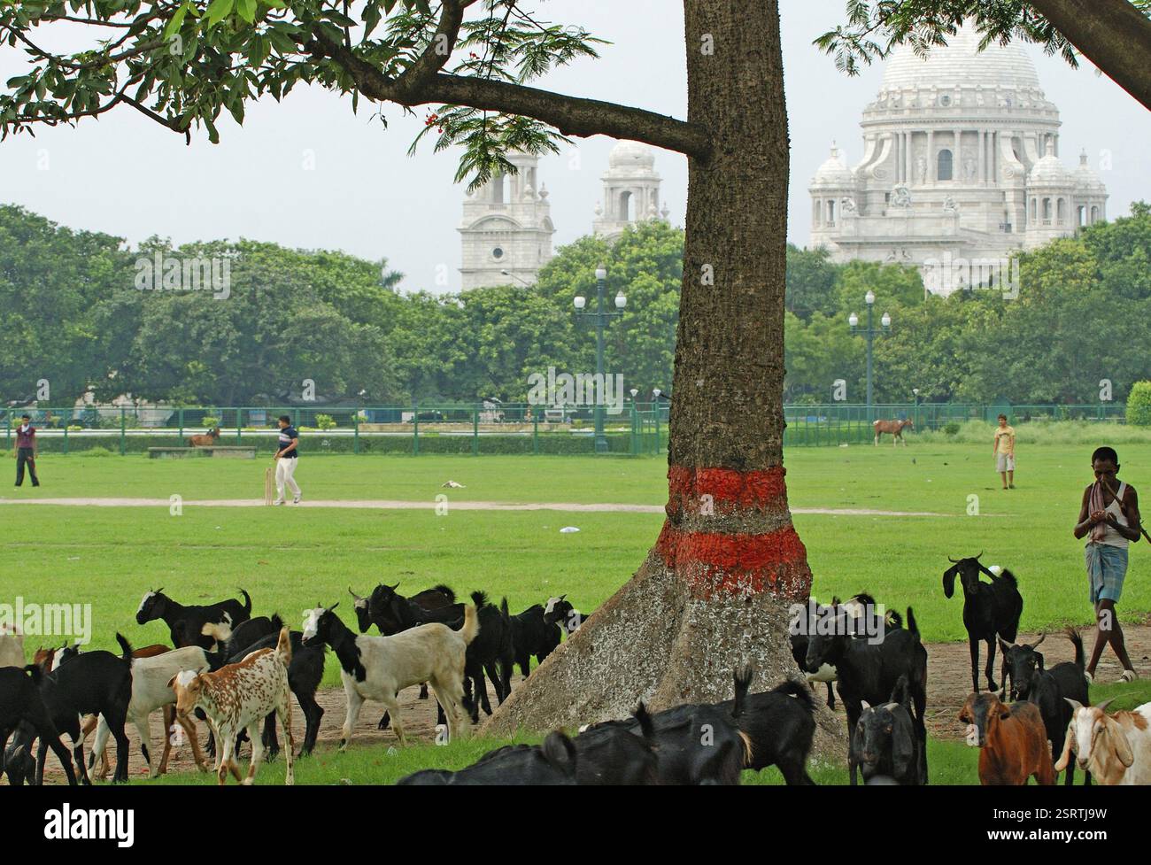 Maidan at Victoria Memorial, Shephanr and Cricket, Kolkata, West Bengal ...