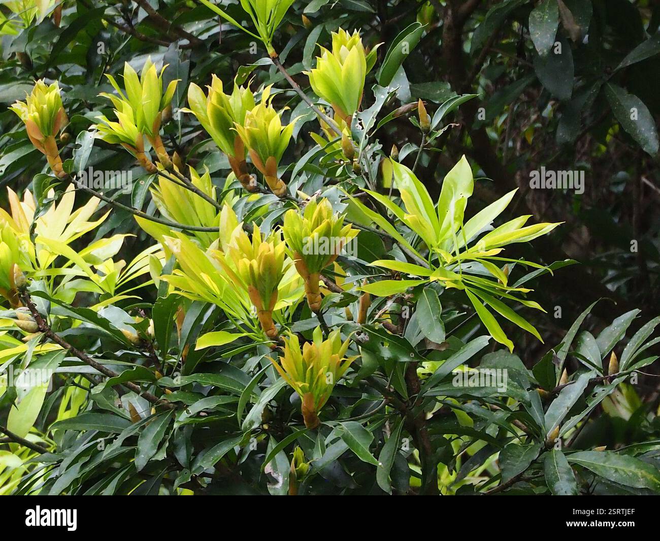 (Machilus zuihoensis mushaensis), Plantae, 台灣桃園市 Stock Photo - Alamy