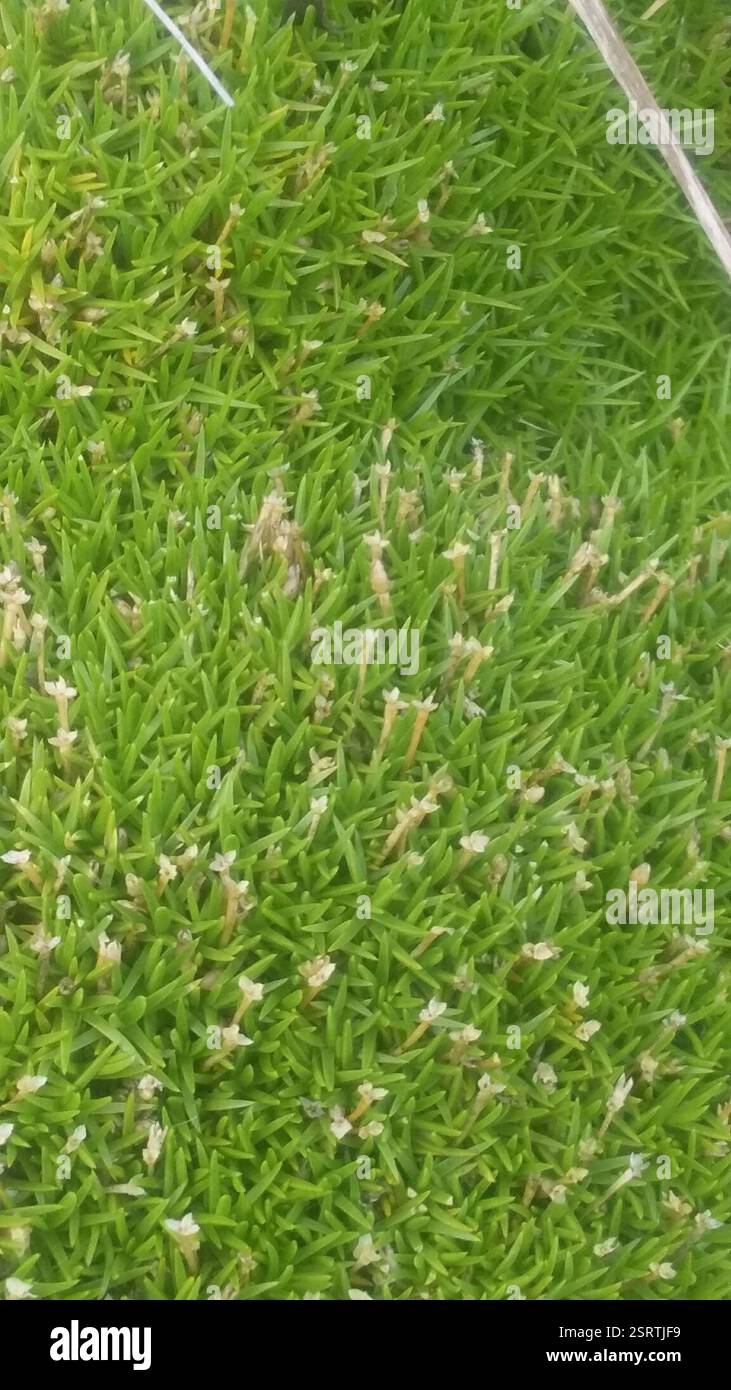 Knawel (Scleranthus biflorus), Plantae, Ōwhiro Bay, Wellington, New ...