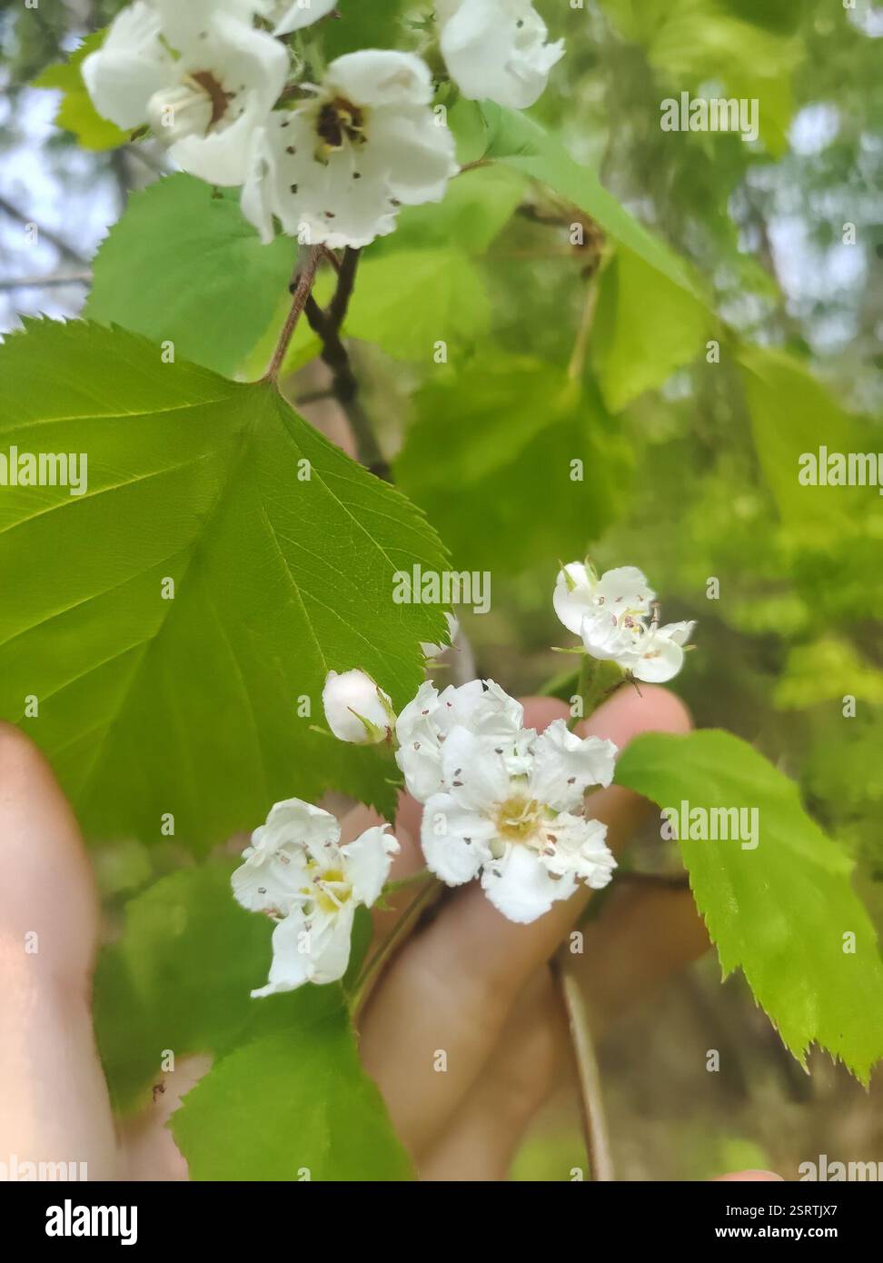 Scarlet Hawthorn (Crataegus coccinea), Plantae, GREENHILL at MOUNT ...