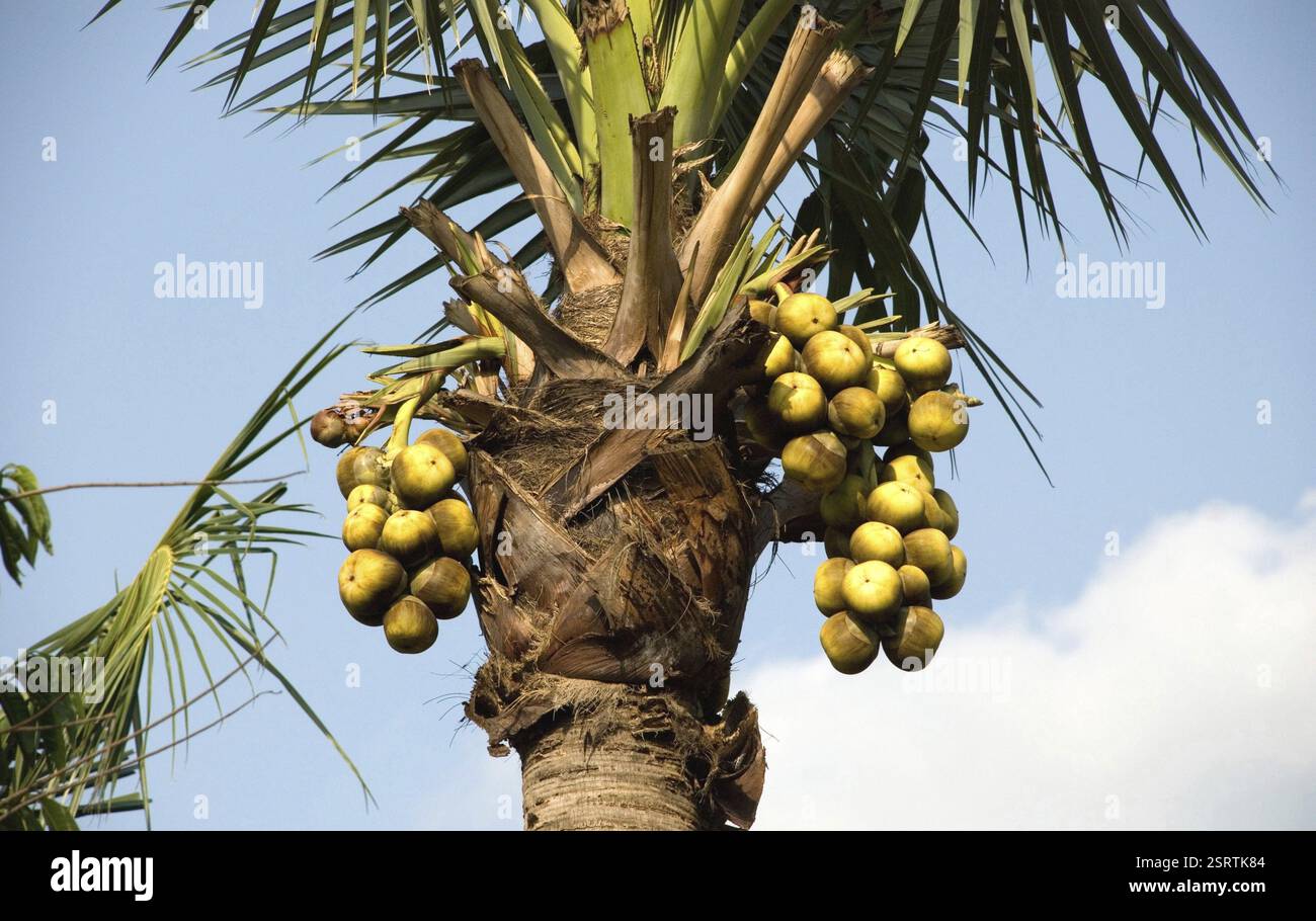Palm tree with fruits in Calcutta Kolkata, West Bengal, India, Asia ...