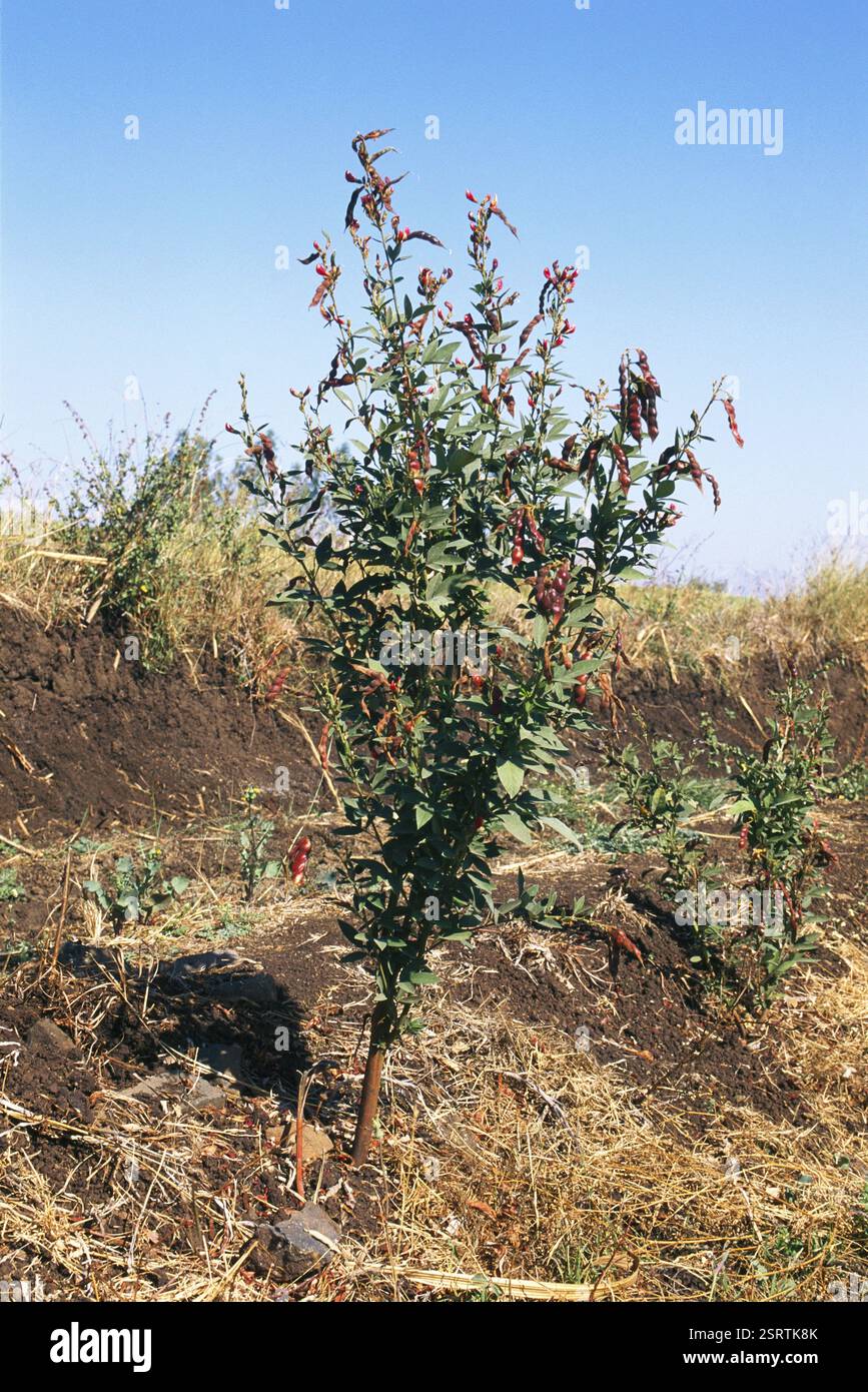 Beans, small tree of tuvar dal with pods, Nasik, Maharashtra, India ...