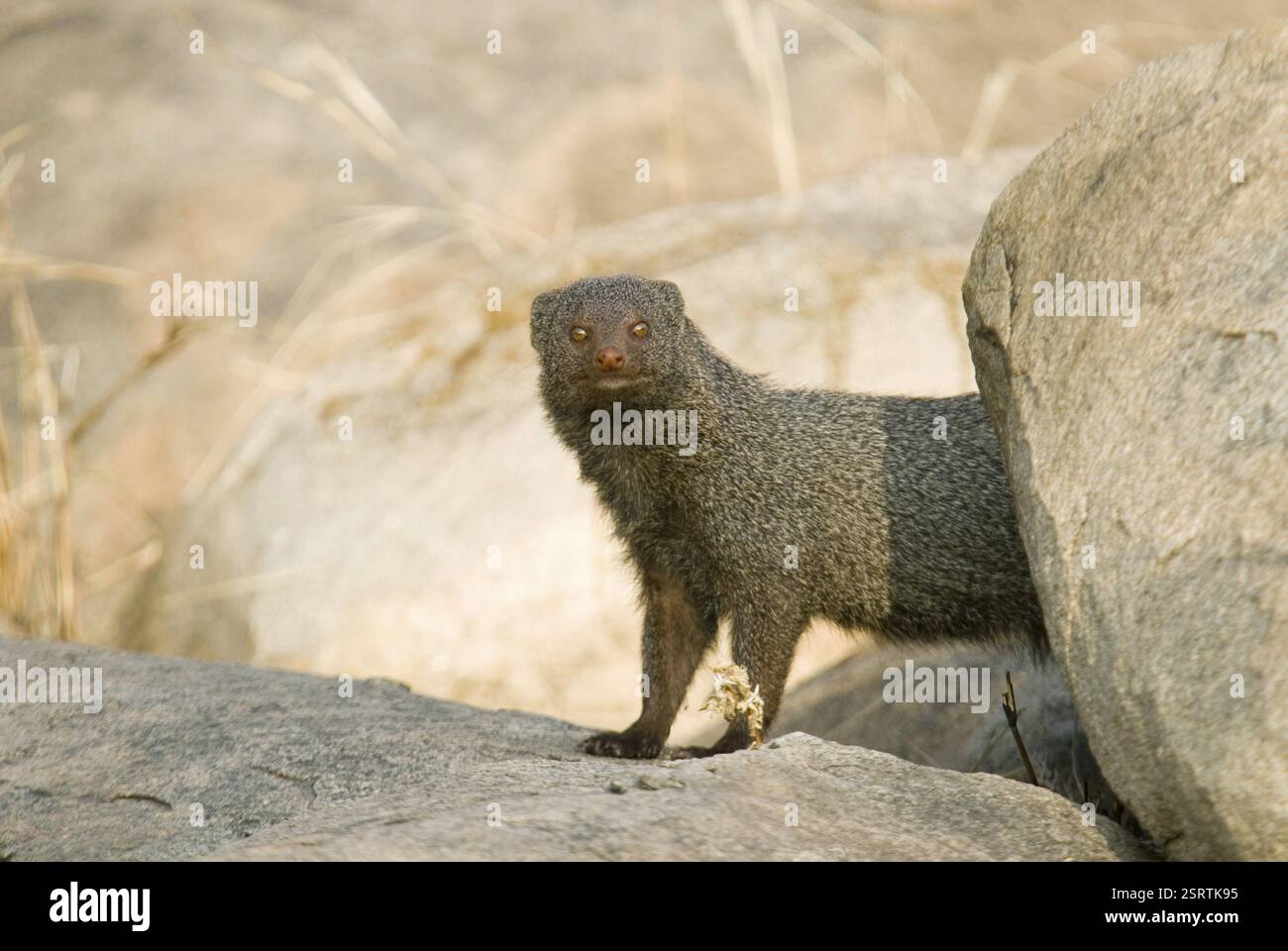 Common Mongoose herpestes edwardsi at Daroji Bear Sanctuary near Hampi ...