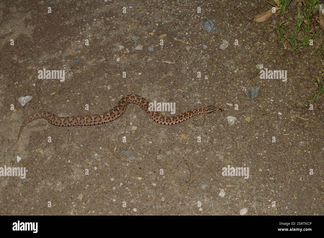 Short-tailed Mamushi (Gloydius brevicauda), Reptilia, 中国江西省上饶市婺源县 Stock ...