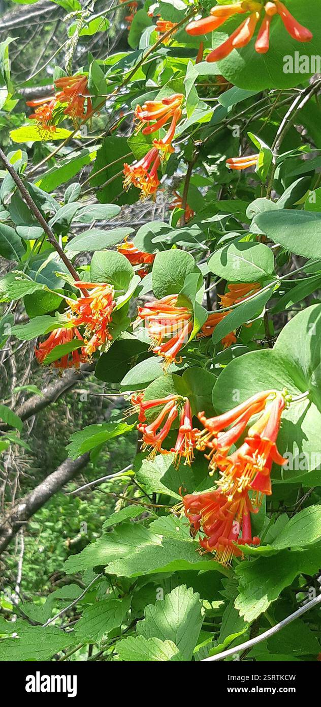 Genelle hi-res stock photography and images - Alamy