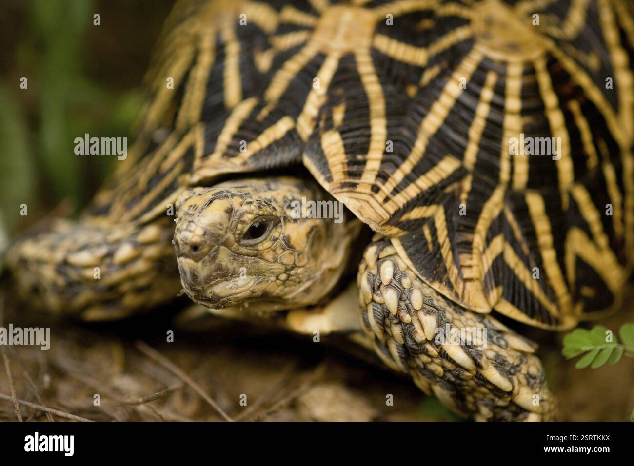 Reptiles, Star tortoise, Ranthambore tiger reserve, Rajasthan, India ...