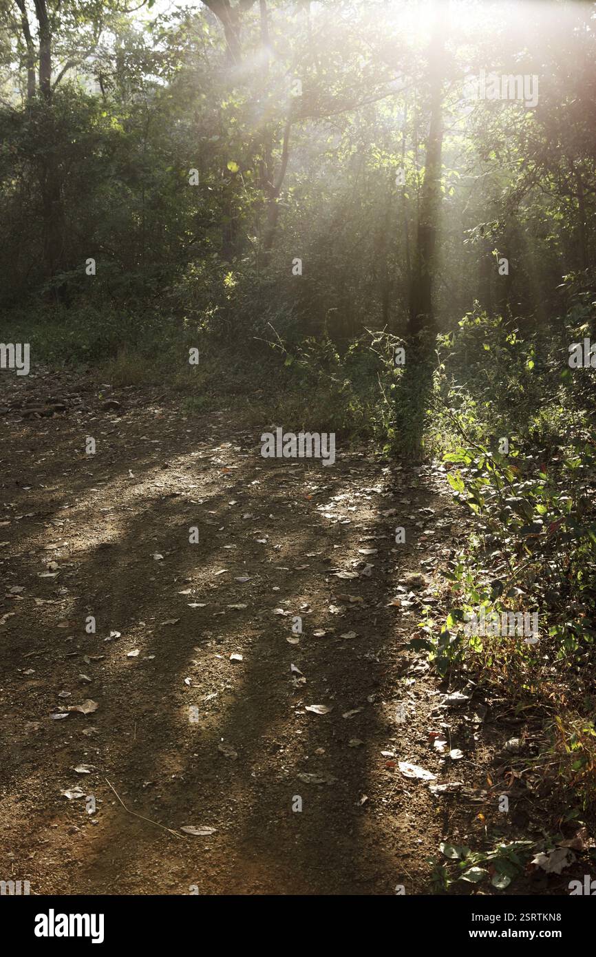 Early morning landscape maharashtra hi-res stock photography and images ...
