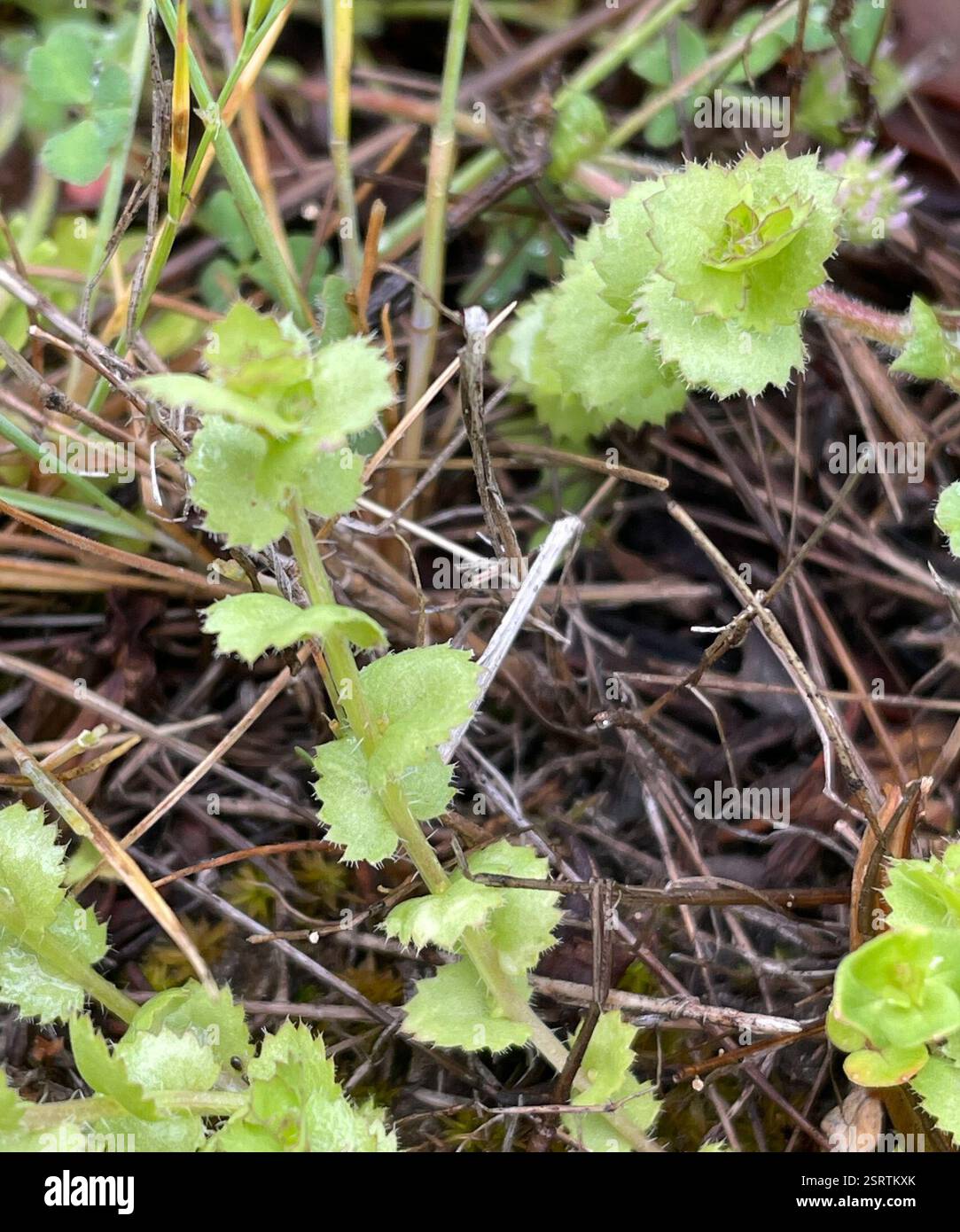 western pearlflower (Heterocodon rariflorum), Plantae, Fort Ord ...