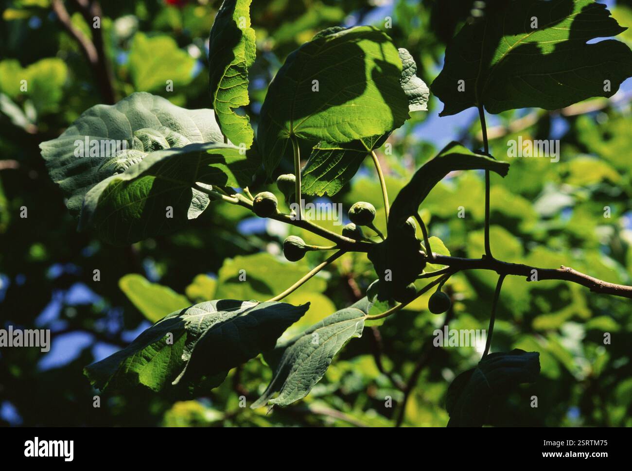 Fruits fig anjeer tree hi-res stock photography and images - Alamy