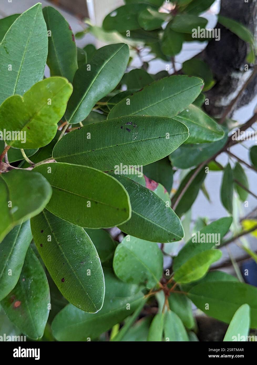 Wild Dilly (Manilkara jaimiqui), Plantae, 5HC4+X22, The Bahamas Stock ...