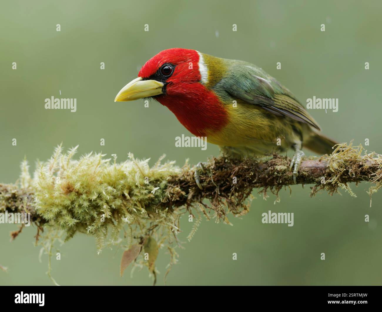 Red Headed Barbet Stock Photo - Alamy
