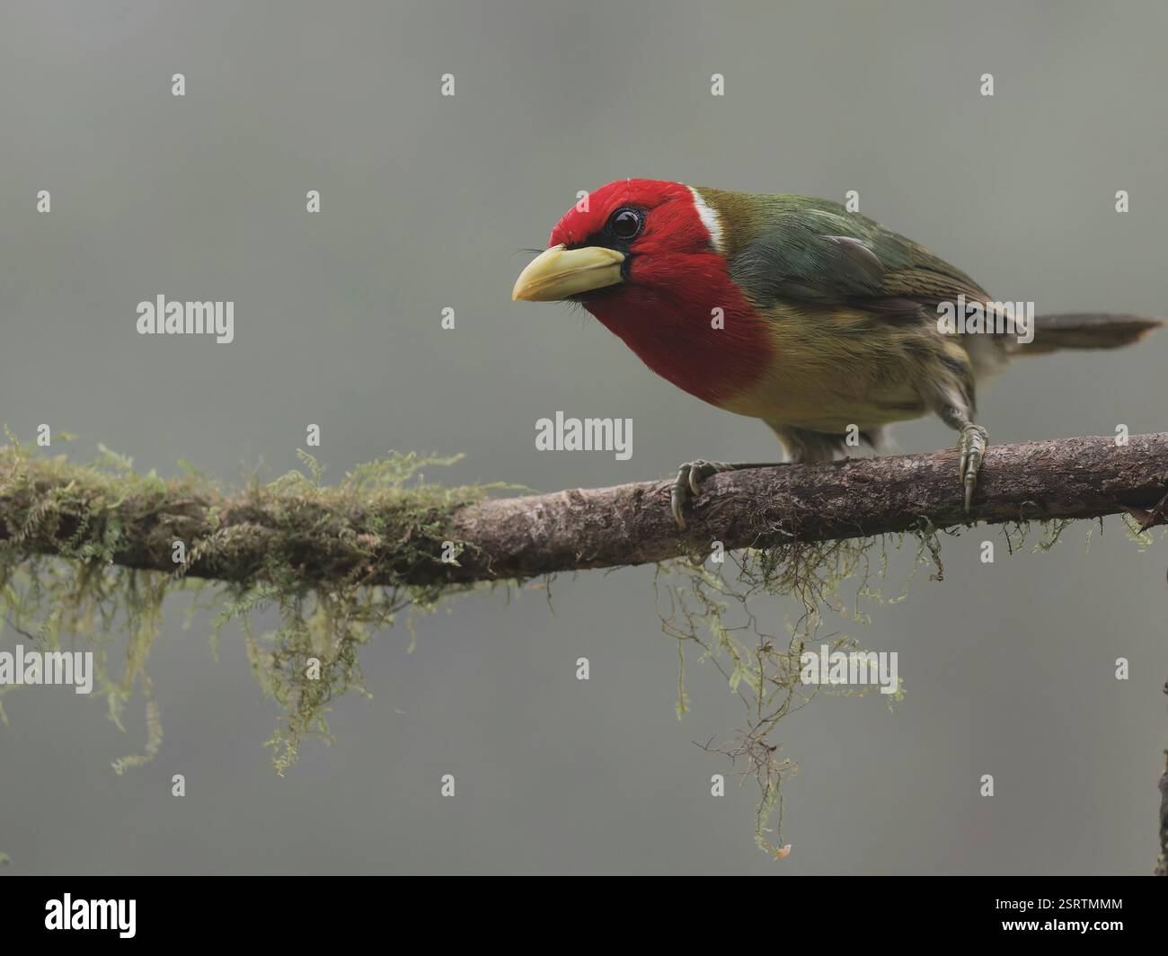 Red Headed Barbet Stock Photo - Alamy