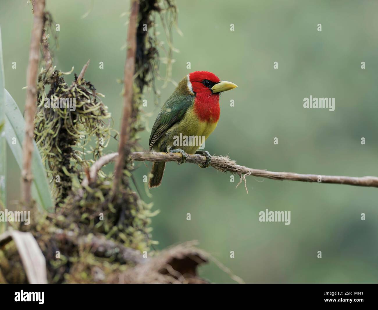 Red Headed Barbet Stock Photo - Alamy