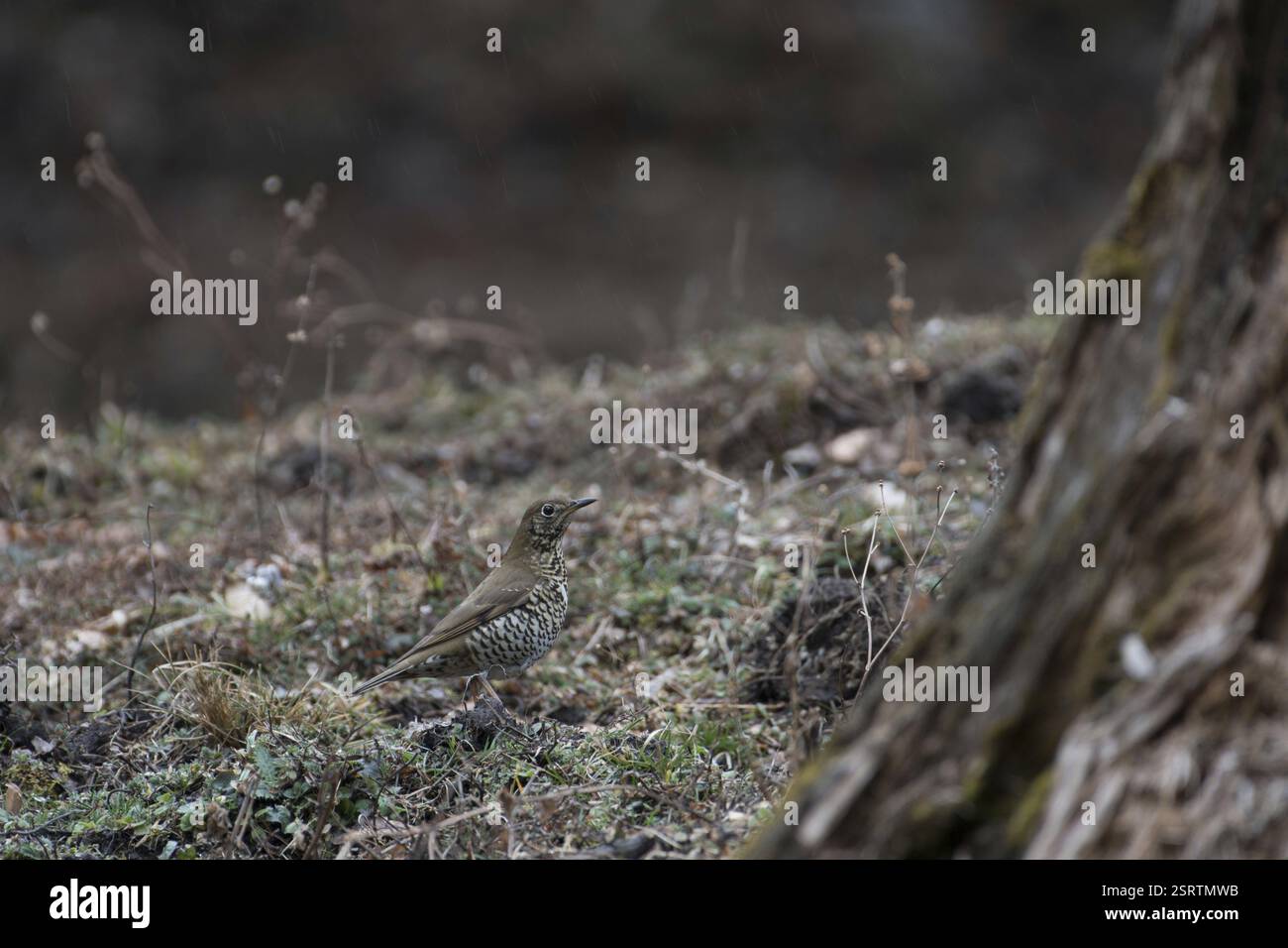 Alpine Thrush, Kedarnath Wildlife Sanctuary, Uttarakhand, India, Asia ...