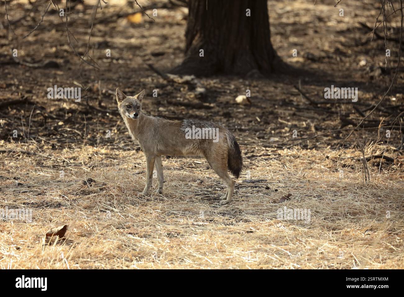 Asian fox hi-res stock photography and images - Alamy