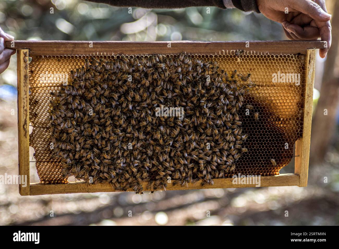 Bees of asia hi-res stock photography and images - Alamy