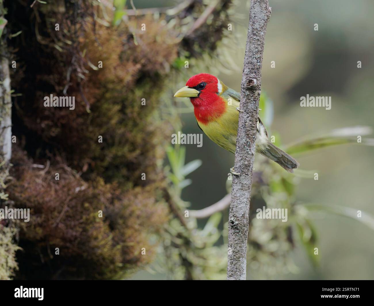 Red Headed Barbet Stock Photo - Alamy