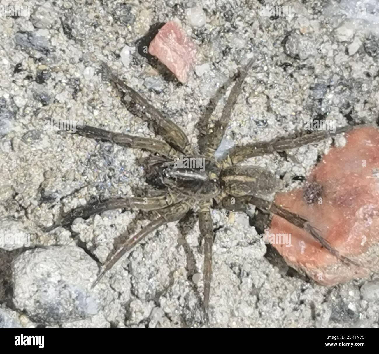 (Piratula), Arachnida, 31160 Urjala, Suomi Stock Photo - Alamy