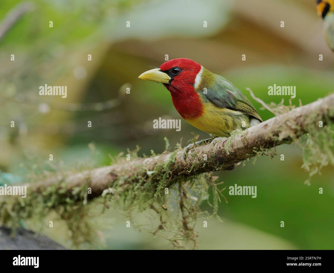 Red Headed Barbet Stock Photo - Alamy