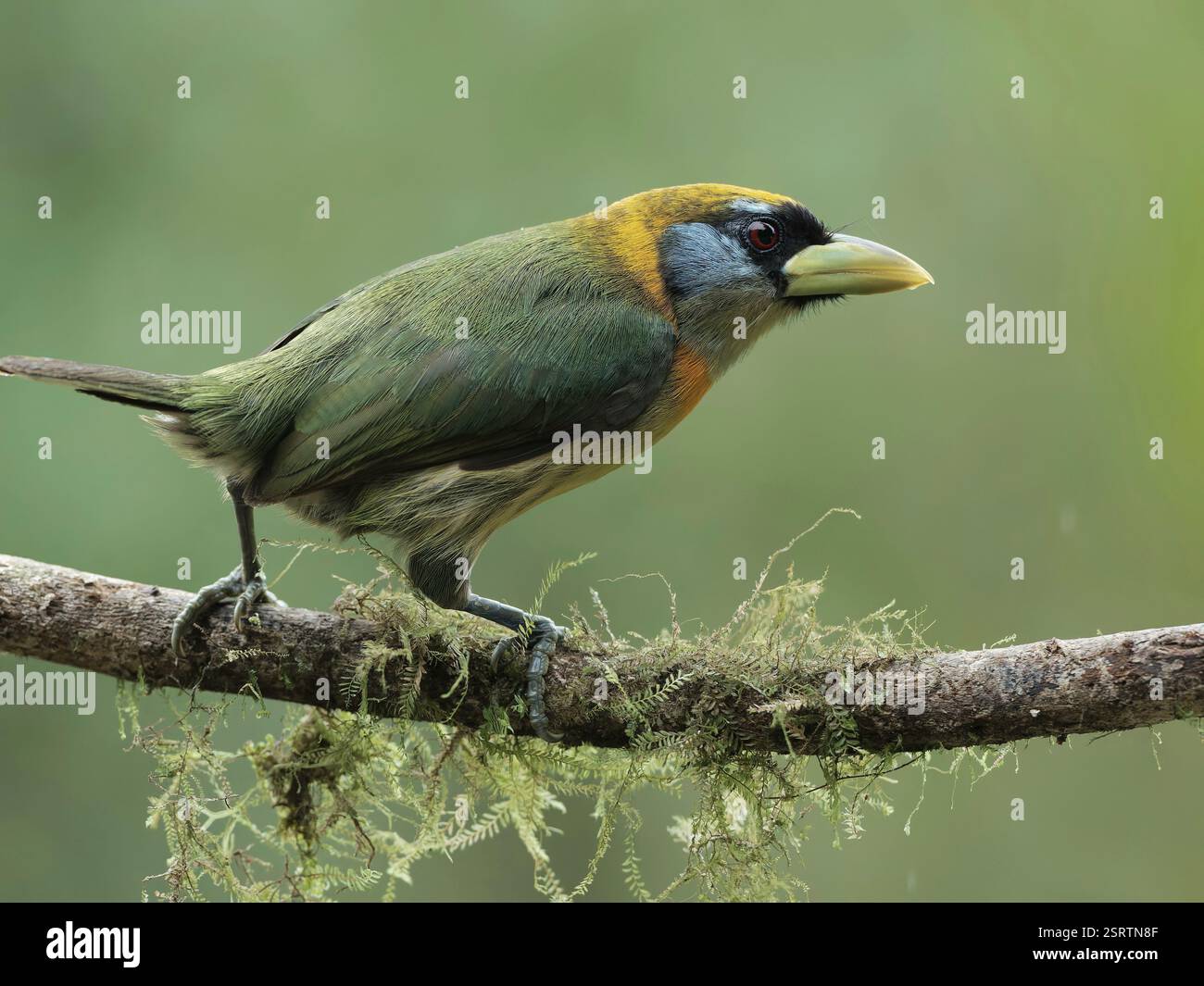 Red Headed Barbet Stock Photo - Alamy