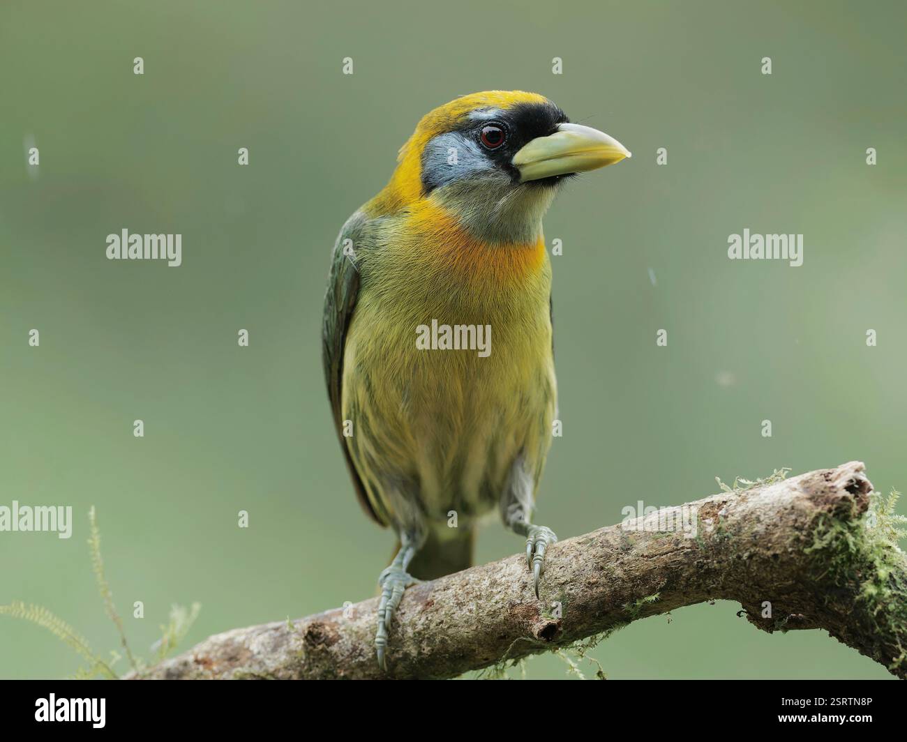 Red Headed Barbet Stock Photo - Alamy