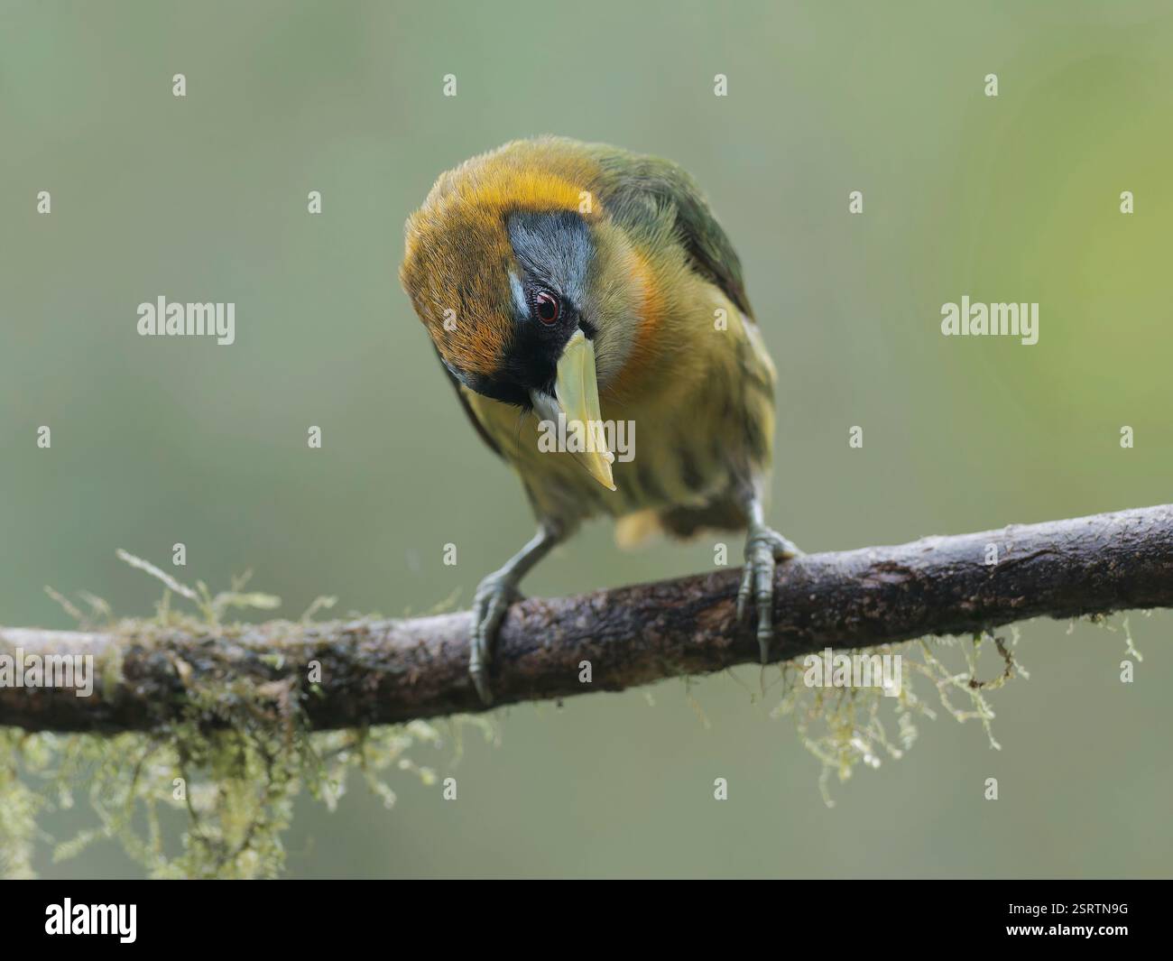 Red Headed Barbet Stock Photo - Alamy
